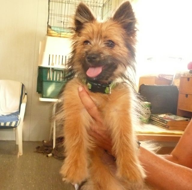 Yorkshire Terrier Mix Mit Zwergspitz Illegaler Hundebaby Transport Im